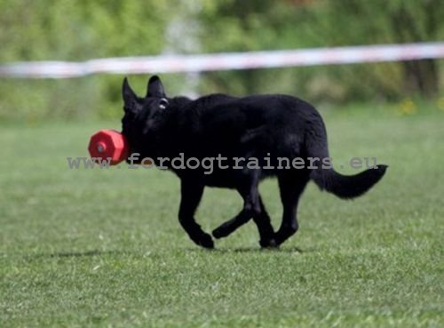 Wie lernt man Apportieren? : Dog harness, Dog muzzle, Dog collar, dog ...