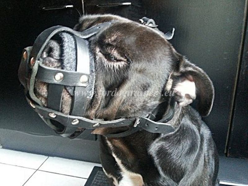 Universeller Ledermaulkorb fuer Franzoesische Bulldogge [M41##1057 ...
