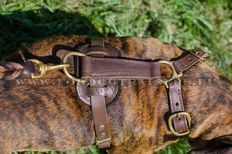 Tracking Leather Harness for Boxer | Non-restrictive Dog Harness [H7 ...