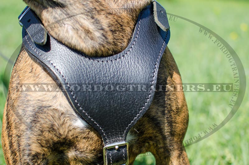 Leather Harness for Boxer Trainig | Leather Agitation Harness [H8 ...