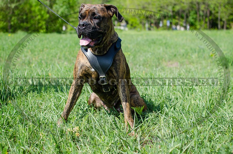 Leather Harness for Boxer Trainig | Leather Agitation Harness [H8 ...