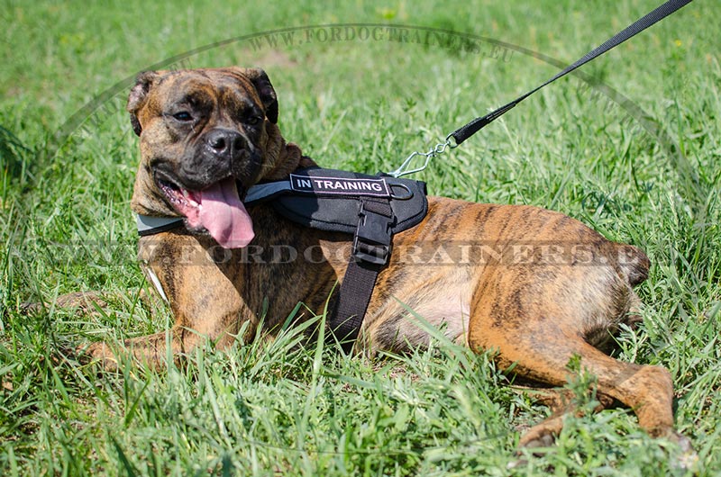 Boxer Pet Harness | Nylon Harnesses for Boxer [H6P##1057 Pettorina con ...